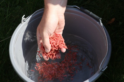 How to prepare perfect dead maggots | Angling Times