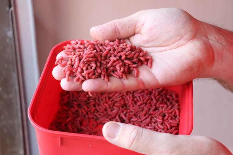 How to prepare perfect dead maggots | Angling Times