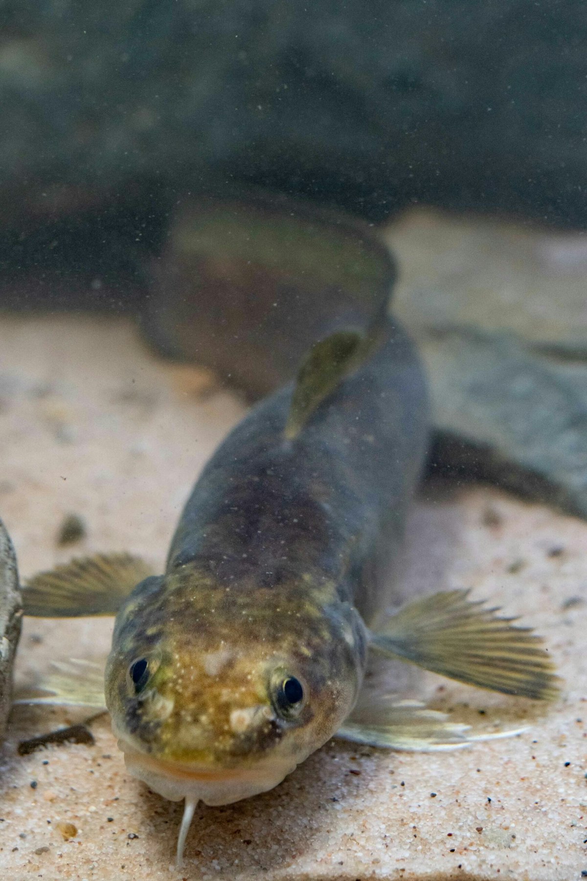 “Burbot are coming back – it’s official!” | Angling Times