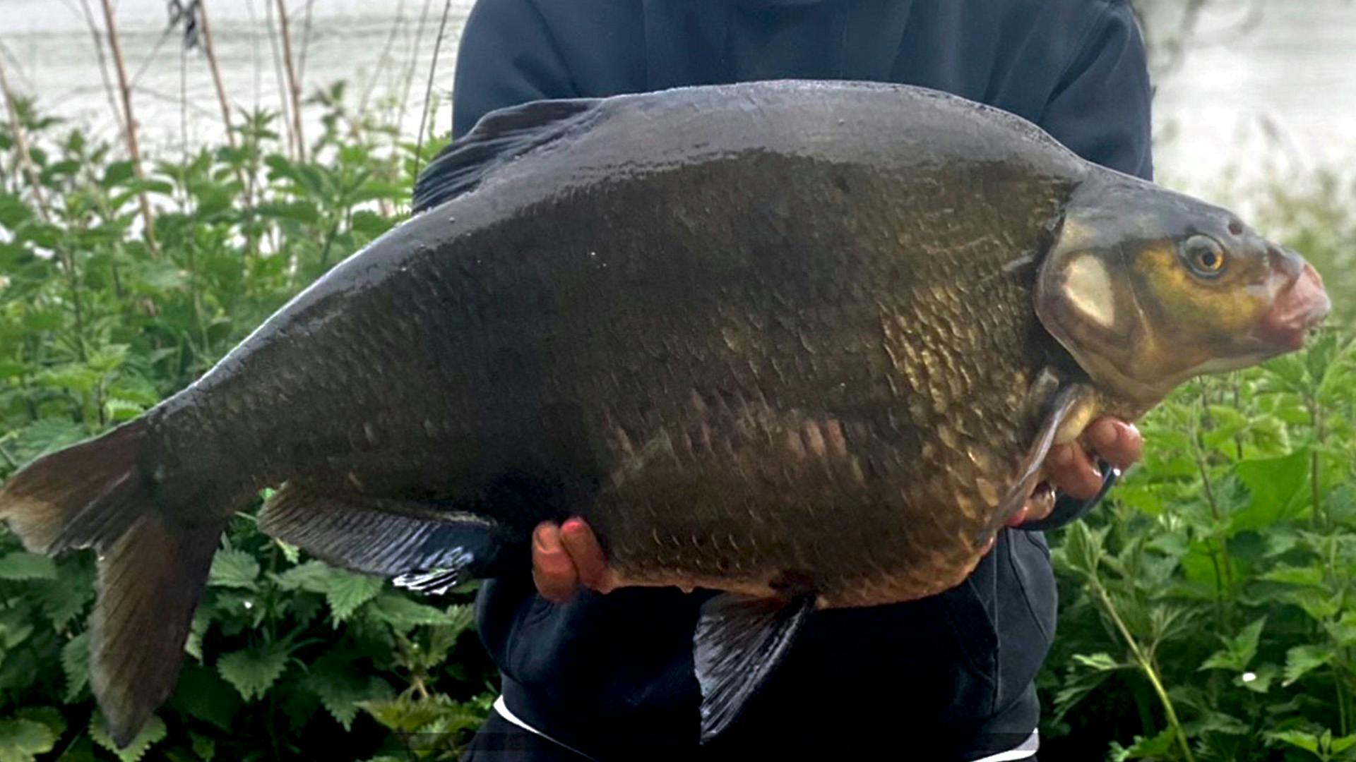 20lb Bream banked! | Angling Times