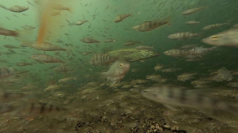 5 Fish behaviours you won’t believe! | Angling Times