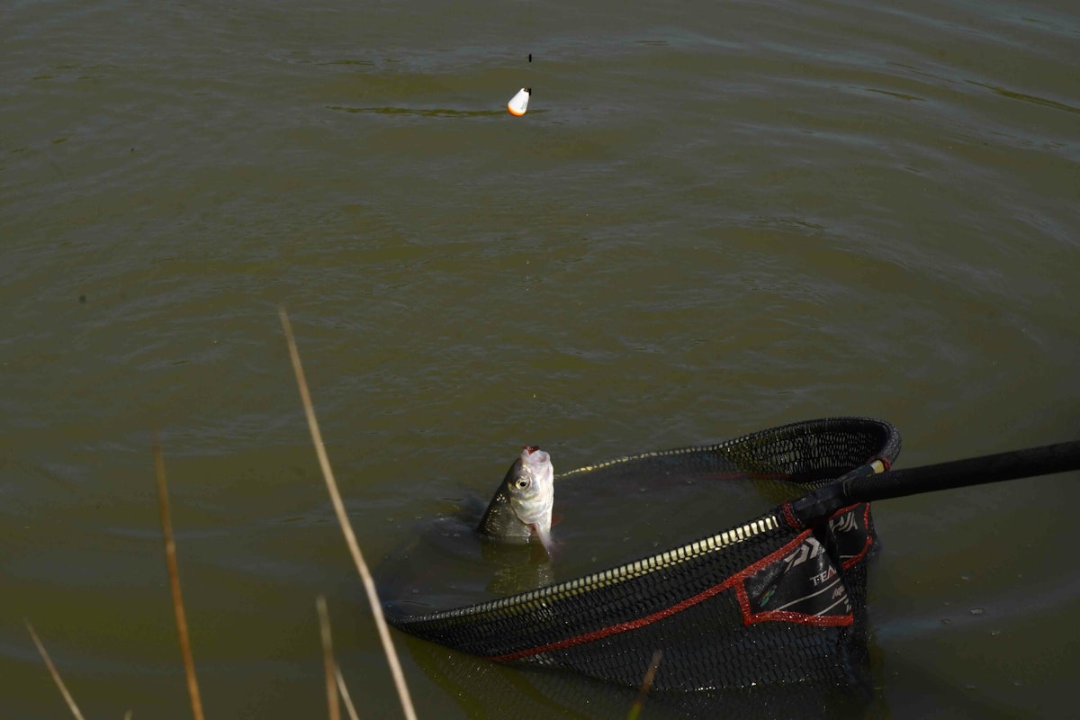 How to fish The Pendulum | Angling Times