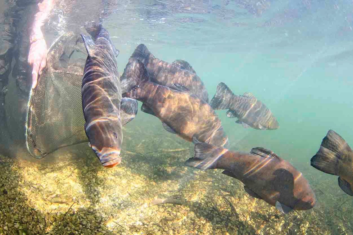 Tench: The great survivors | Angling Times