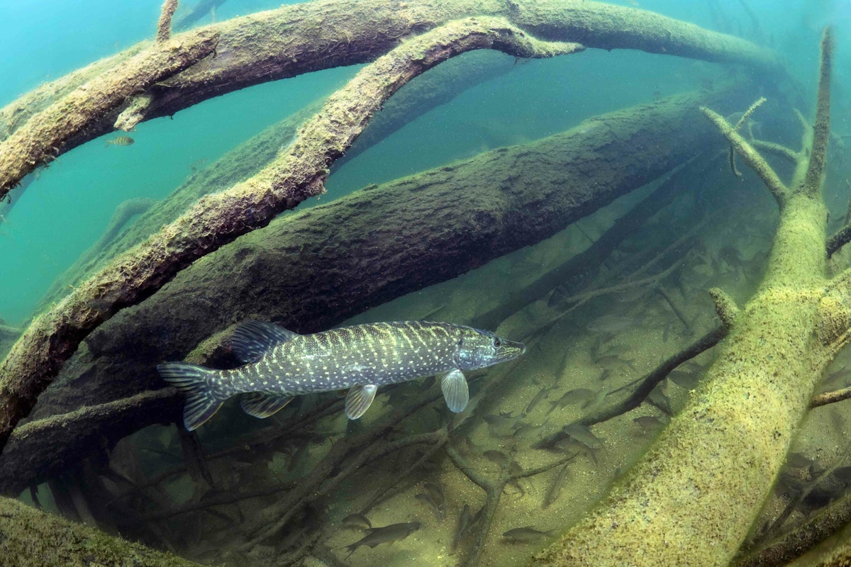 How to deadbait for pike | the best rigs, tips and tricks | Angling Times