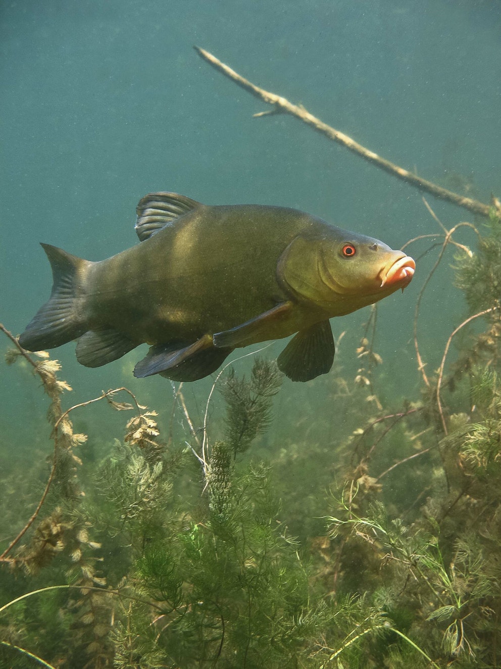 How to create a perfect swim for tench