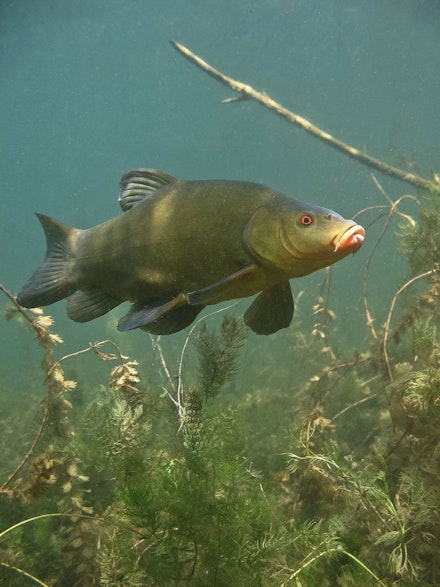 How to have the perfect tench swim | Angling Times