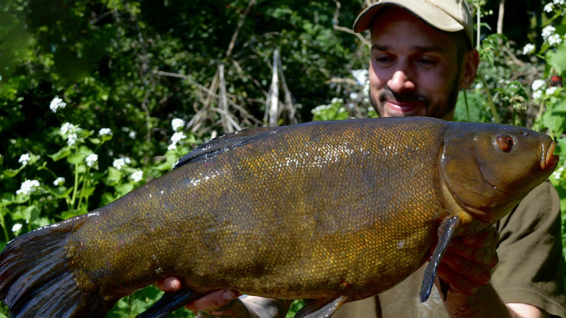 “This tench was an old warrior” – Daniel Woolcott | Angling Times