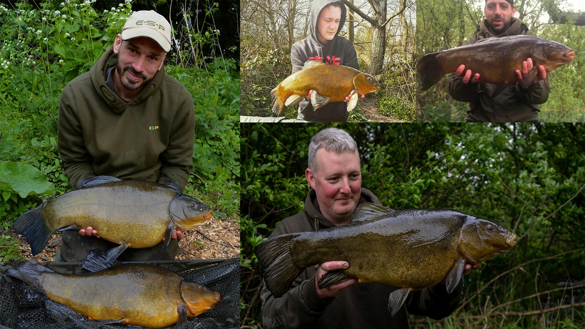 Tench Fish Tench (Tinca Tinca) Pondife