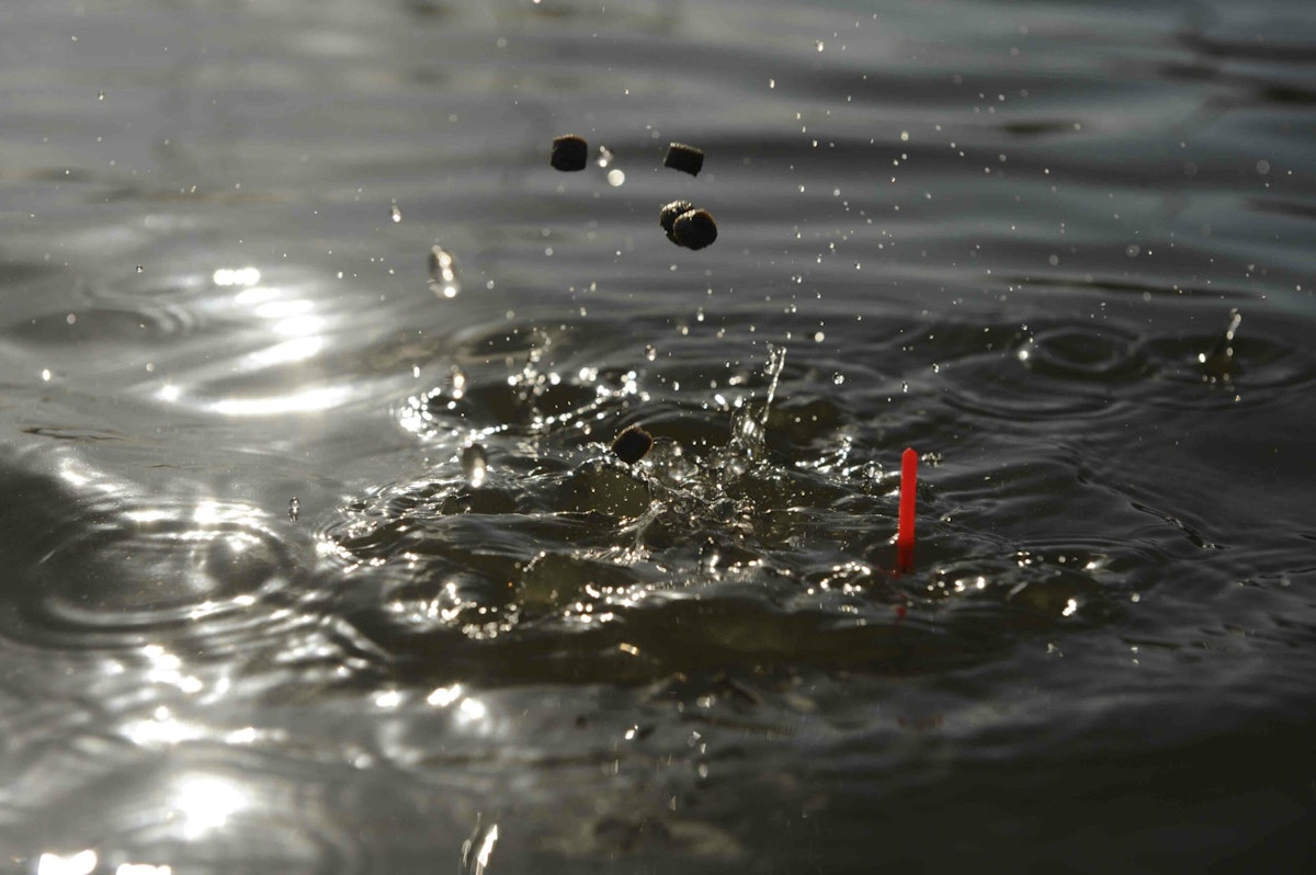 The shallow slapping rig for commercial carp.