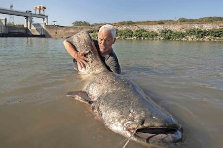 Could ‘ULLSWATER KILLER’ be a monster catfish? | Angling Times