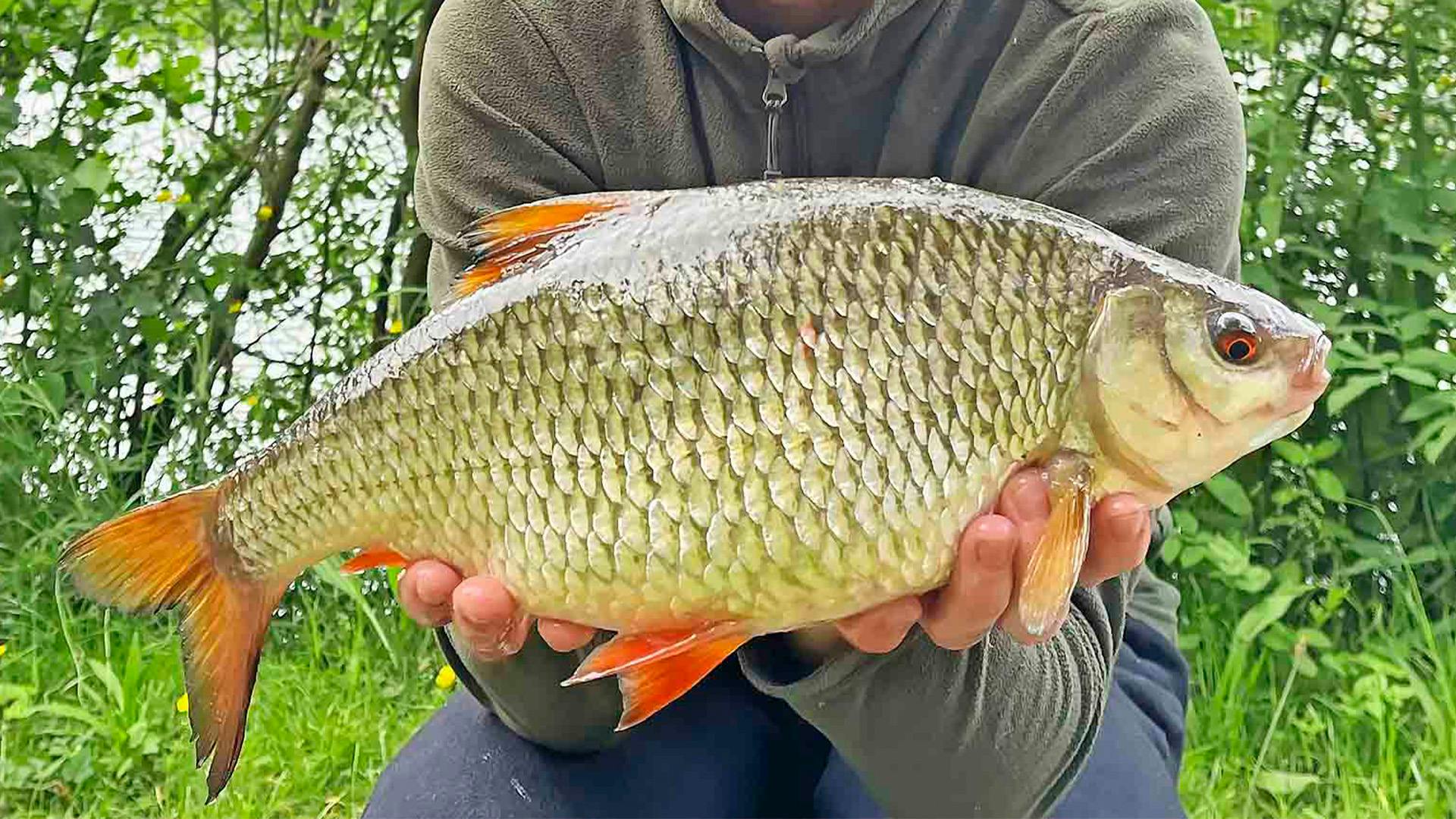 Schoolboy banks BIG roach | Angling Times