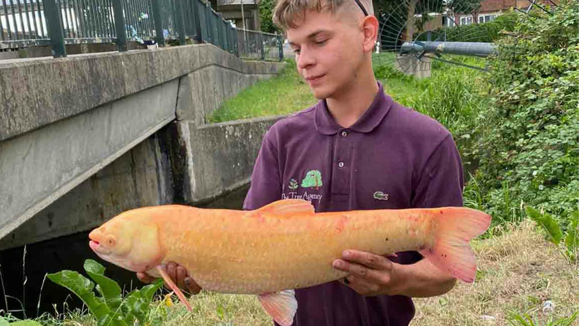 ‘MUTANT’ grass carp caught from tiny river! | Angling Times