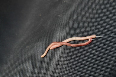 5 Tips for catching river perch | Angling Times