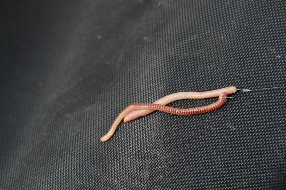 5 Tips for catching river perch | Angling Times