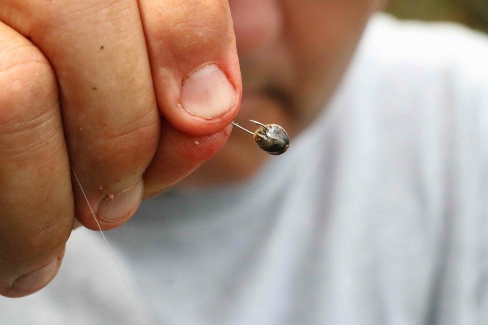 How to catch commercial silvers on the seed | Angling Times