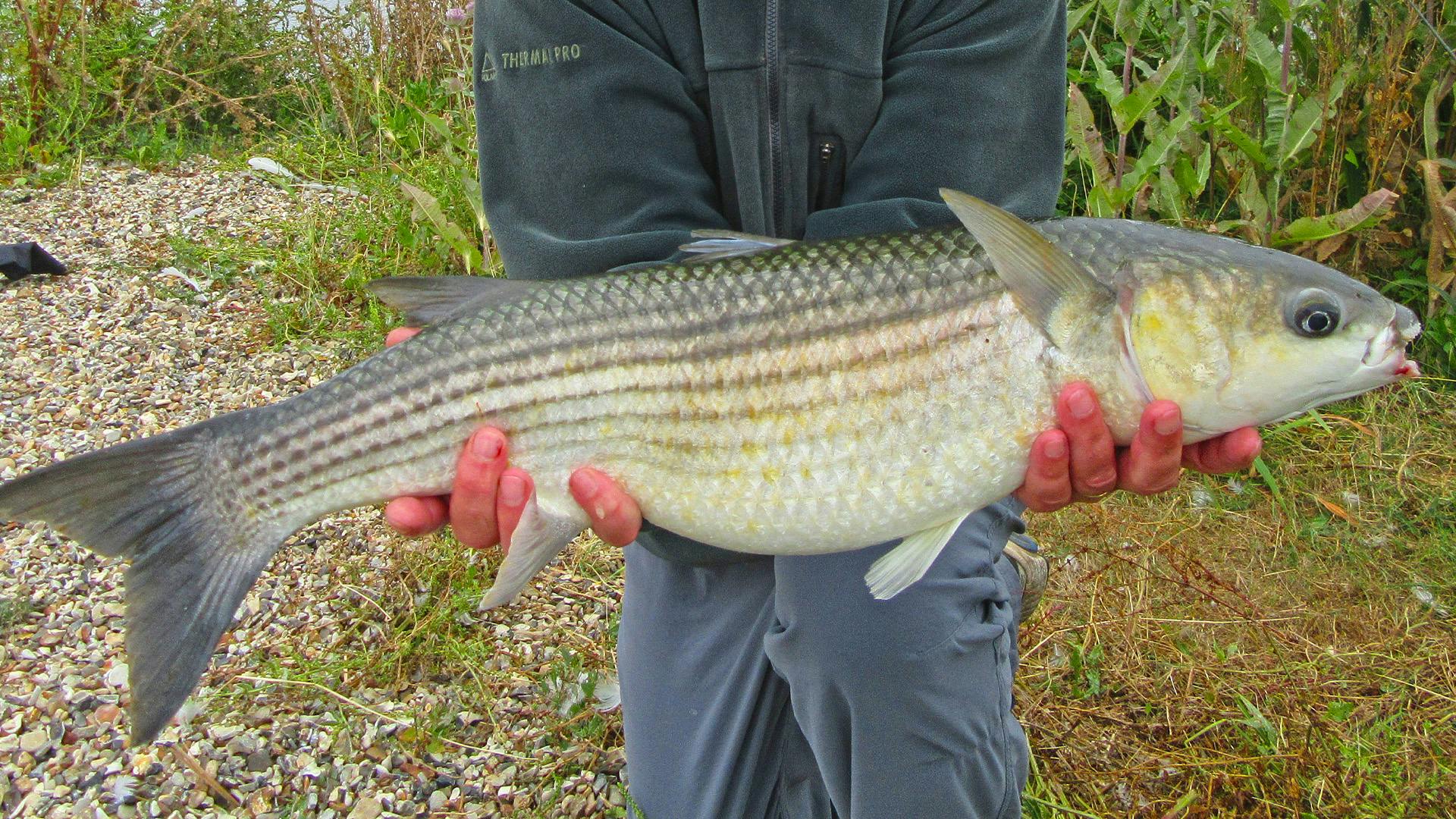 “I wasn’t confident that I would land this massive thick-lipped mullet ...
