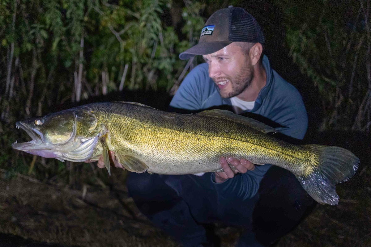 Barbel-style approach results in BIG Trent zander | Angling Times