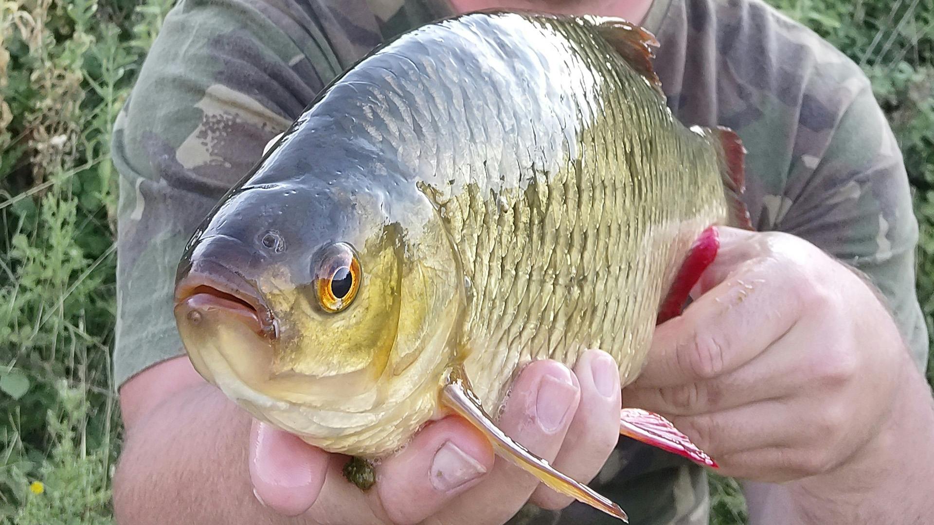 Three-pounder in huge haul of rudd | Angling Times