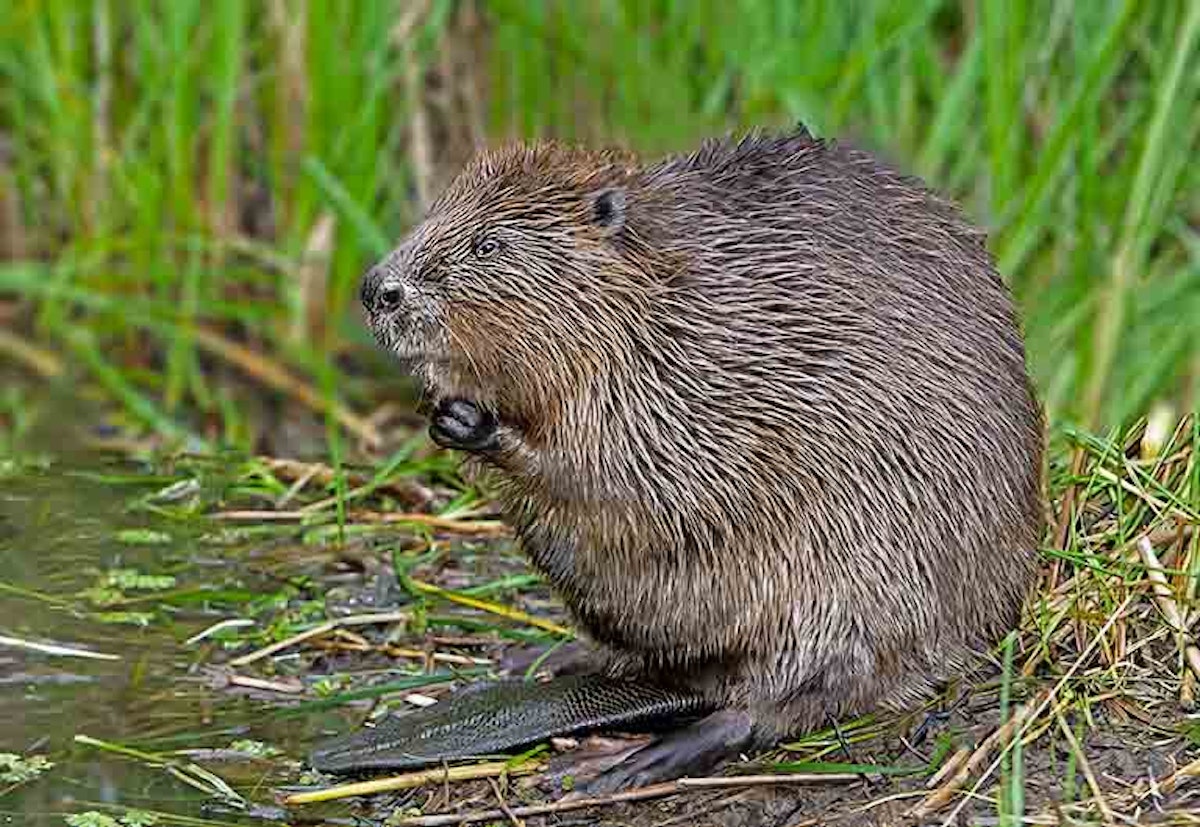 EA under fire over BEAVER funding | Angling Times