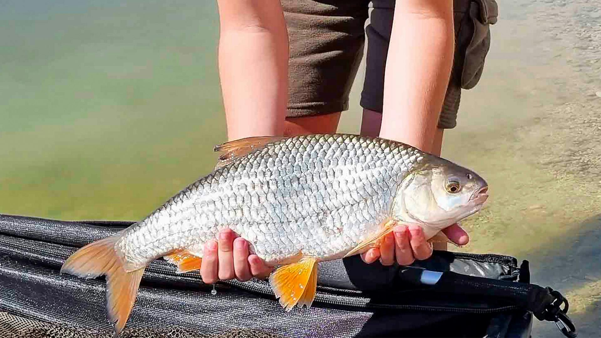 “That’s like catching a 40lb carp!” – Philip Morgan | Angling Times