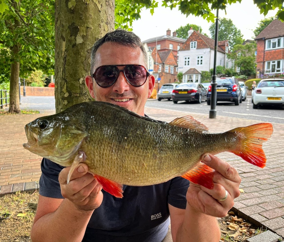 Monster Wey perch – Mark Keeley | Angling Times