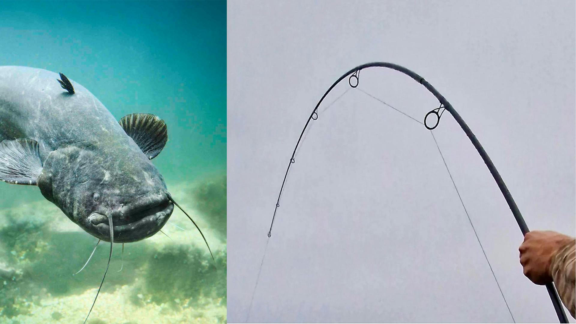 Thames monster SMASHES angler’s rod! | Angling Times