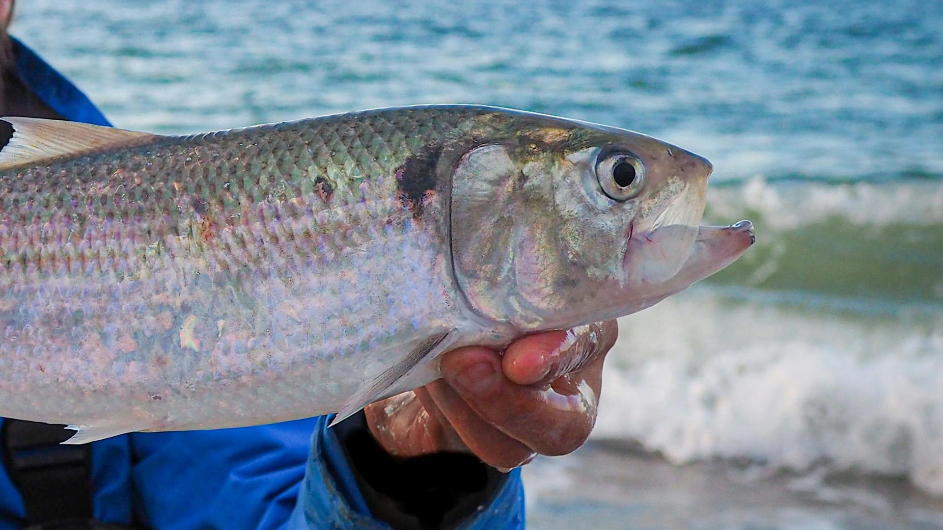 “I’D ONLY SEEN THEM IN BOOKS” | Angling Times