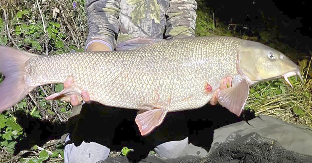 Long quest for a Thames barbel finally over | Angling Times