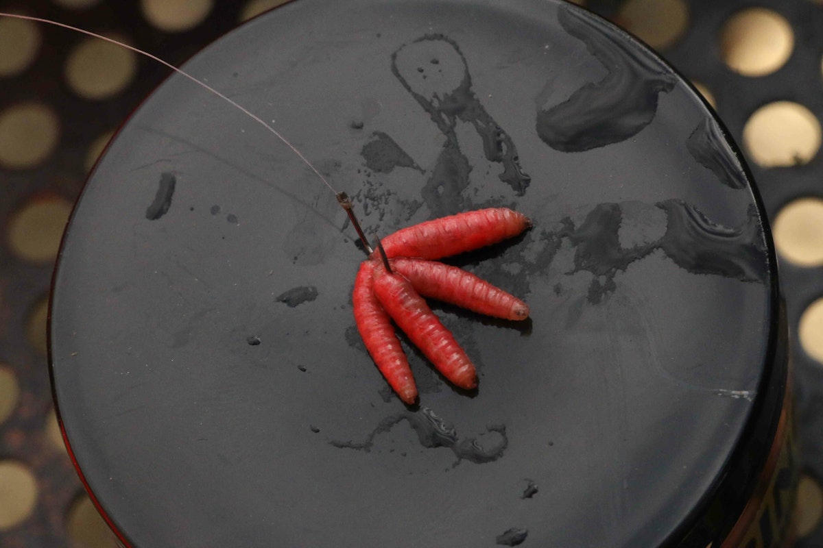 How to prepare perfect dead maggots | Angling Times