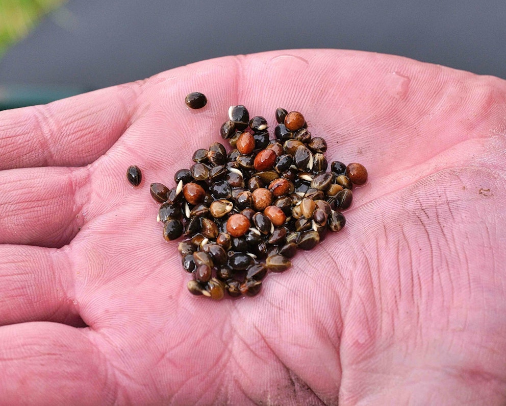 Mastering Roach Fishing with Hemp: Essential Tips and Techniques