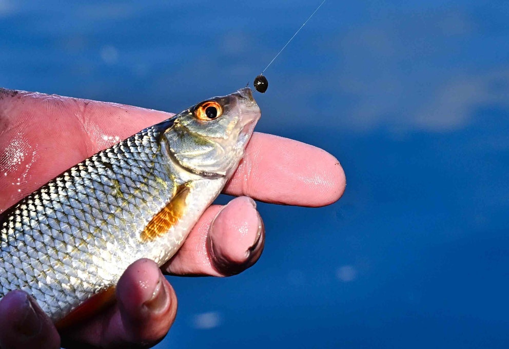 Mastering Roach Fishing with Hemp: Essential Tips and Techniques