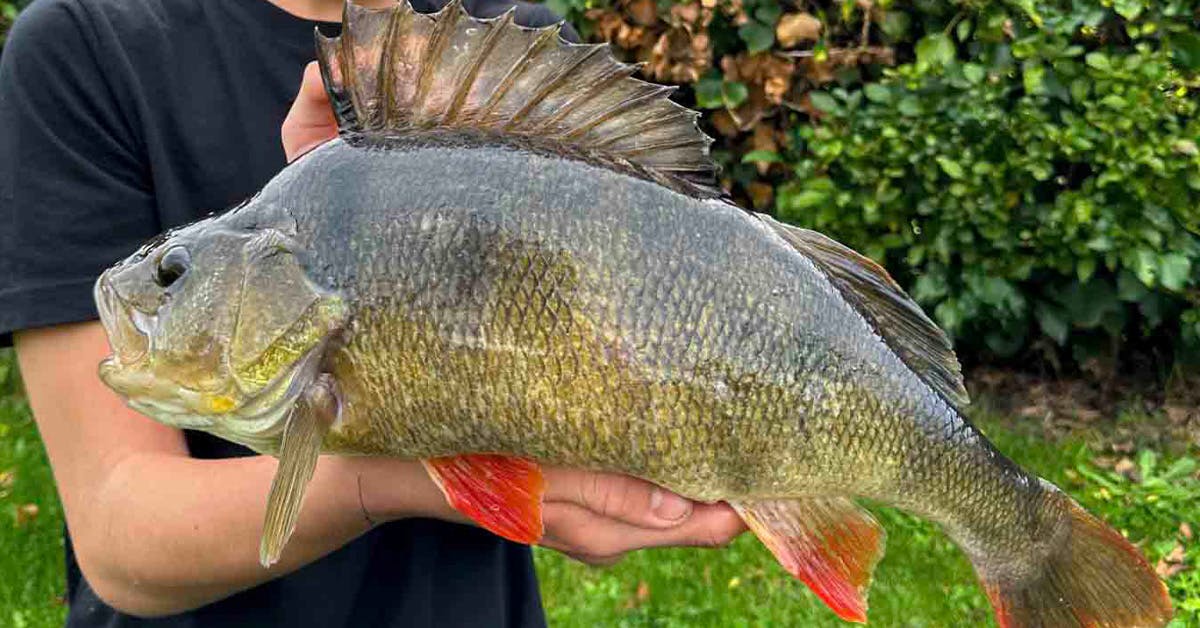 Short session produces MONSTER PERCH | Angling Times