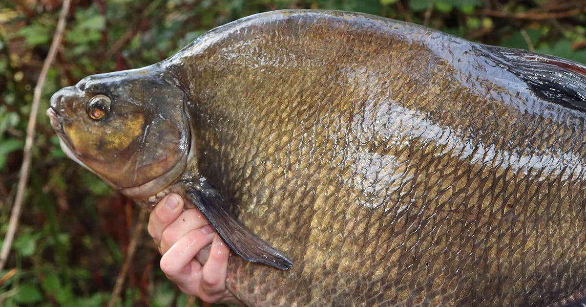 Low-stock pit yields BIG BREAM reward | Angling Times