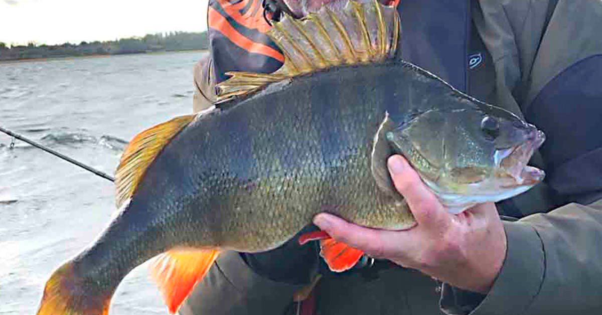 Best-ever perch seals perfect return to venue | Angling Times