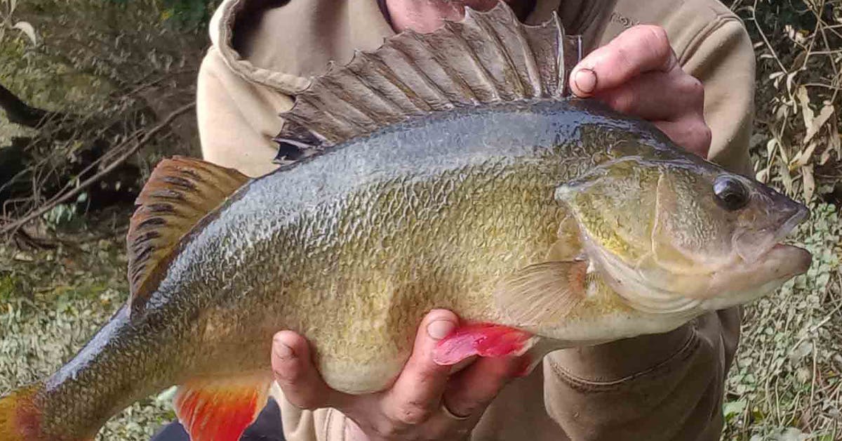 “A perch that made my day” – Martin Paget | Angling Times
