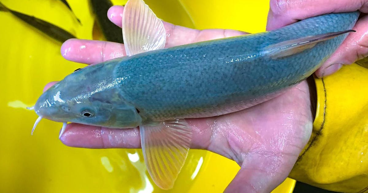Rare BLUE BARBEL will not be stocked | Angling Times