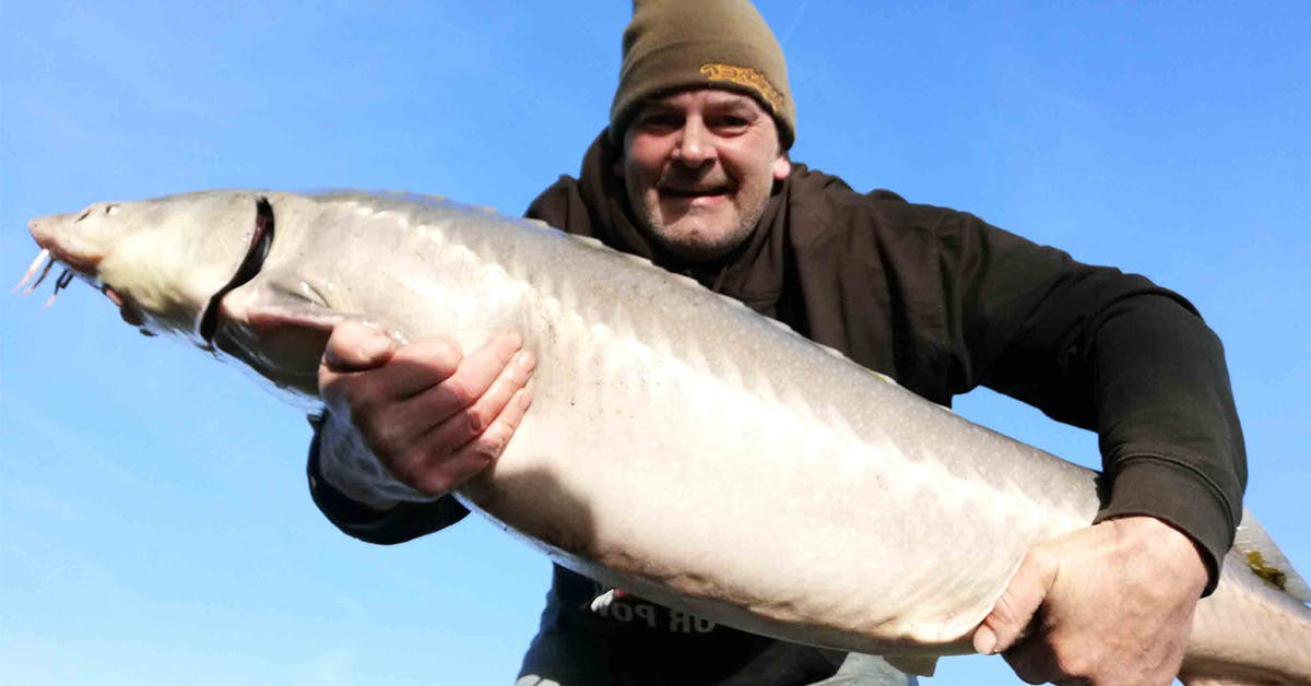HUGE STURGEON LANDED FROM MIDLANDS RIVER | Angling Times