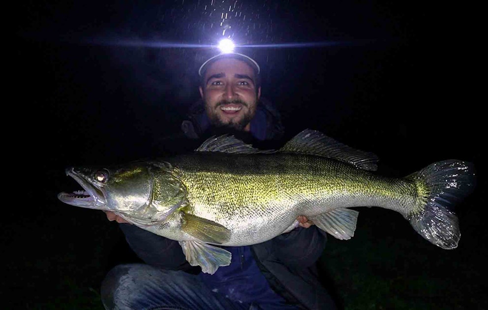 Huge Trent zander hits a lure | Angling Times