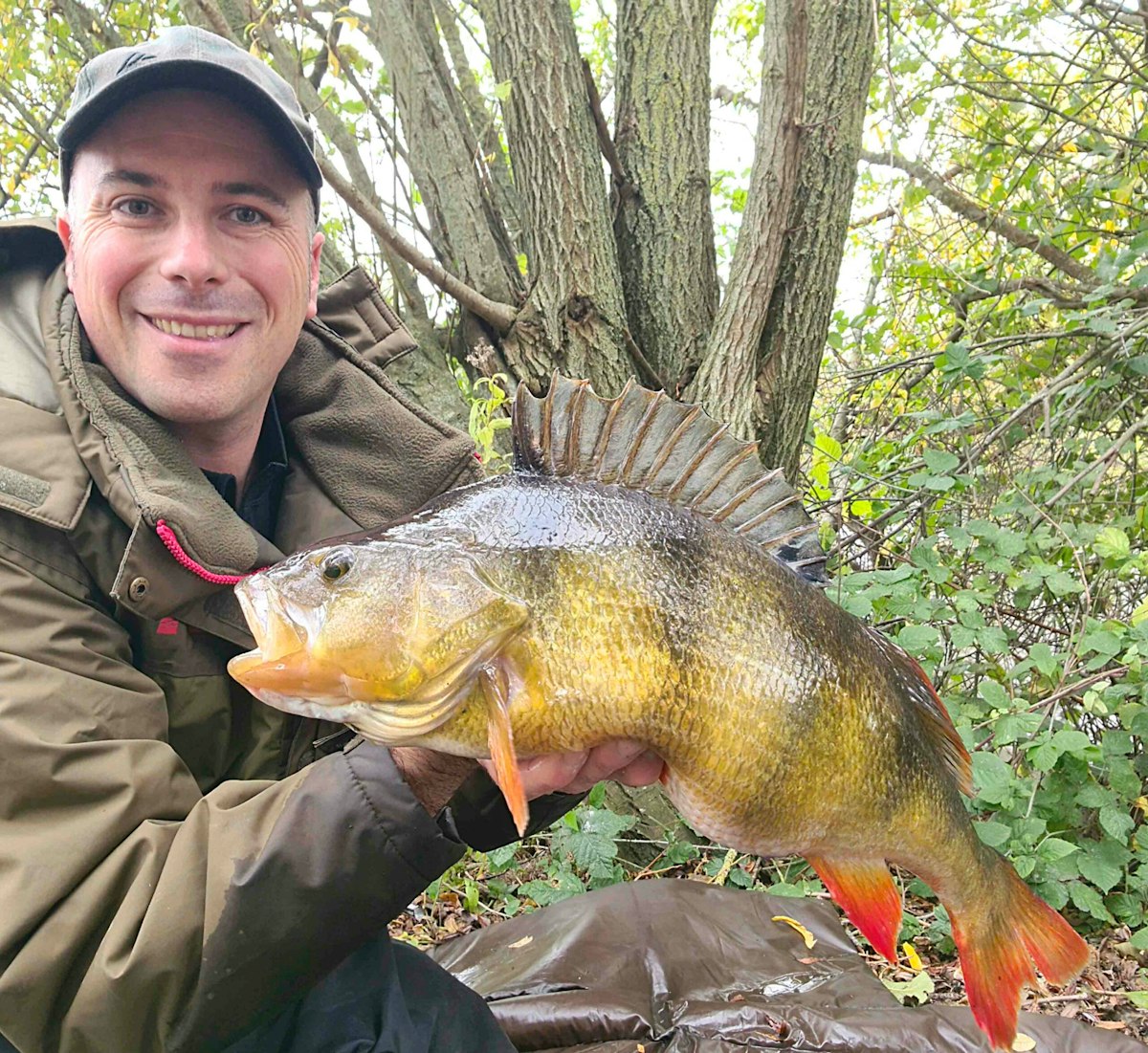 Diving birds bring clues for GIANT perch | Angling Times