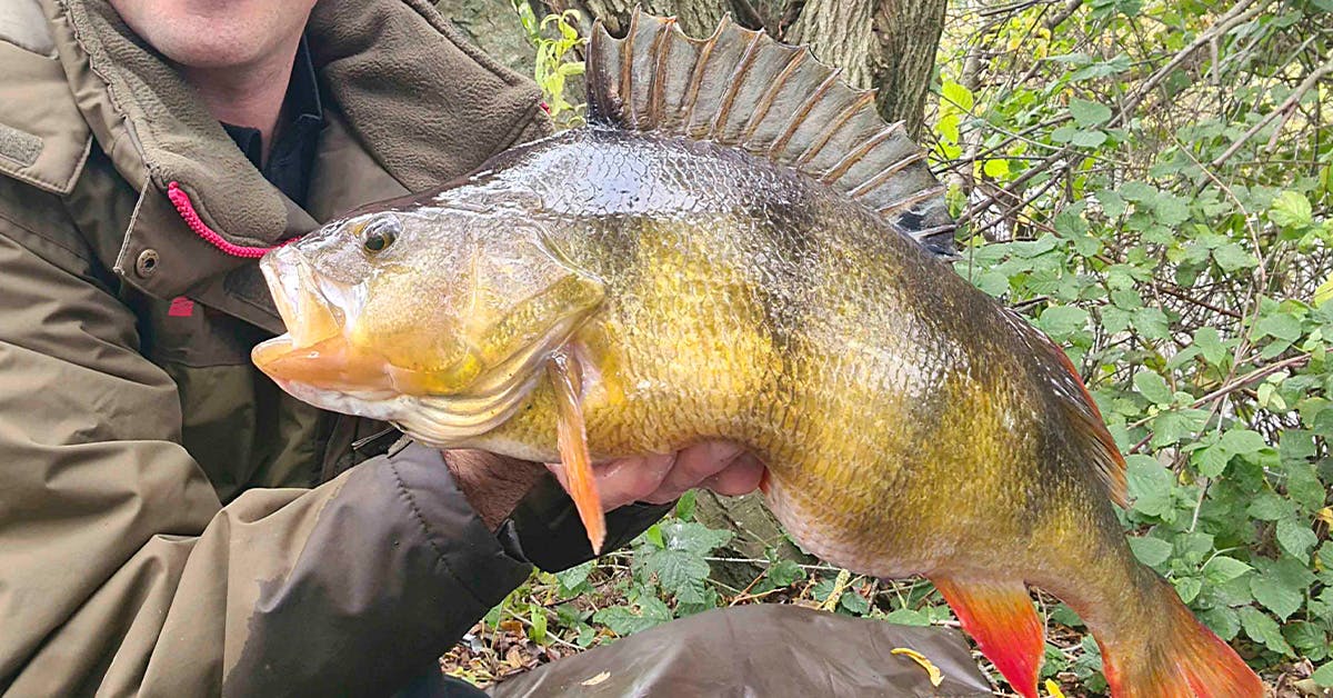 Diving birds bring clues for GIANT perch | Angling Times