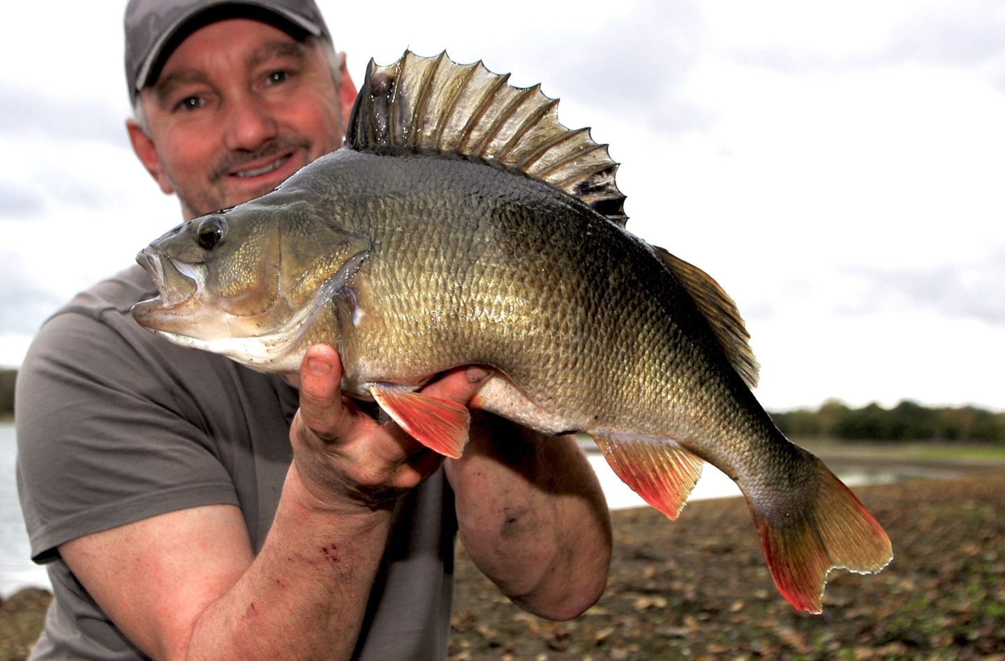 BOLT RIG FOOLS BIG STILLWATER PERCH | Angling Times