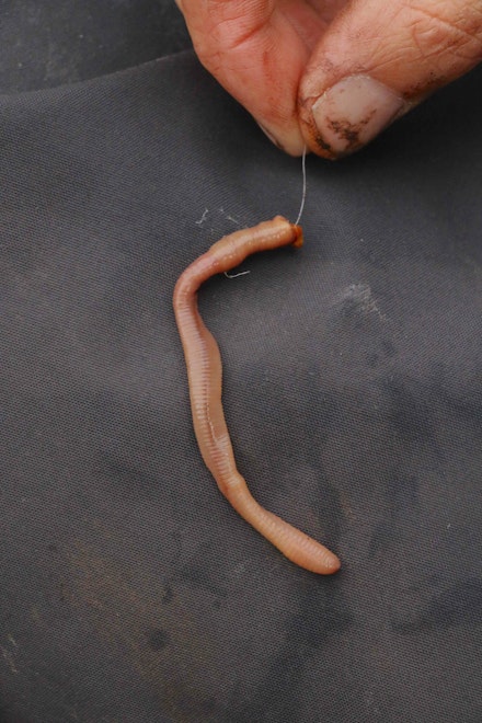 How to catch a MONSTER canal perch! | Angling Times