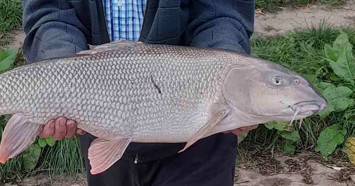 RECORD FISH FROM ONCE POLLUTED RIVER | Angling Times