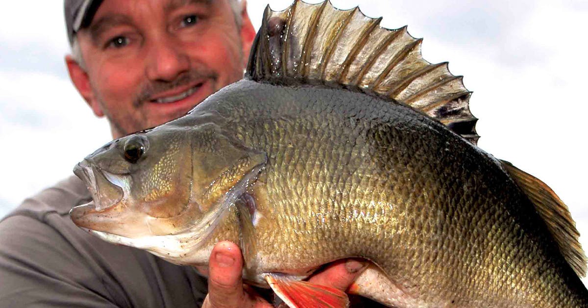 BOLT RIG FOOLS BIG STILLWATER PERCH | Angling Times