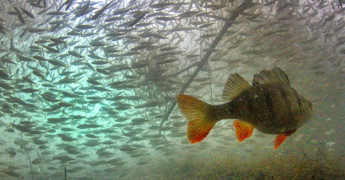 10 Venues that hold MONSTER PERCH! | Angling Times