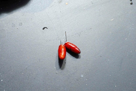 How to fish with casters on commercials | Angling Times