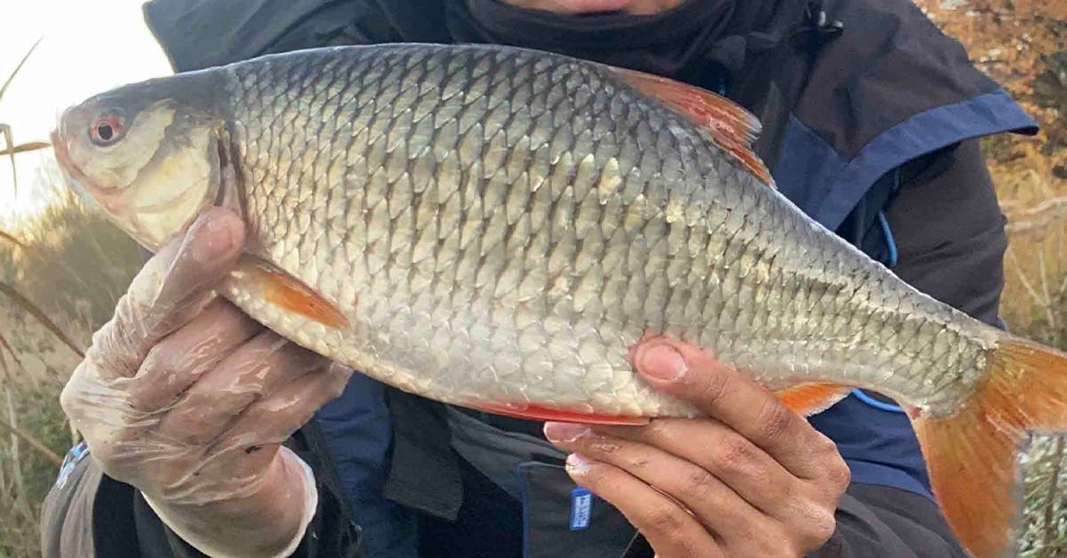 Three-pounder in freezing conditions! | Angling Times