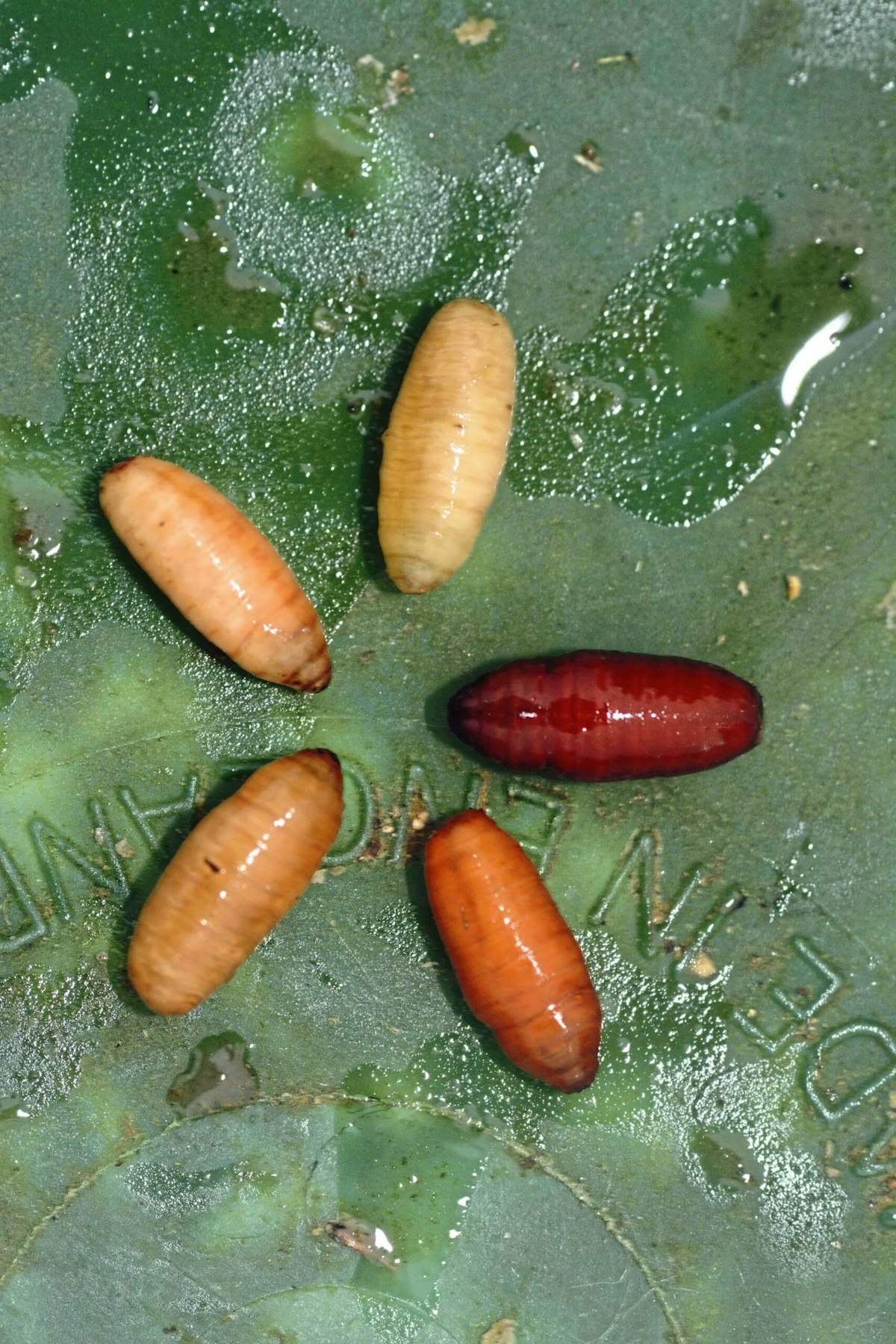 The best baits for specimen roach | Angling Times