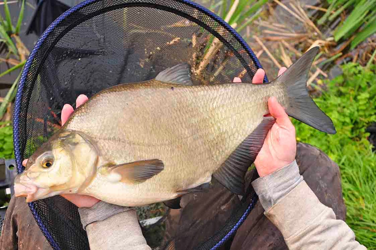 10 Great Commercials for a NET OF BREAM! | Angling Times