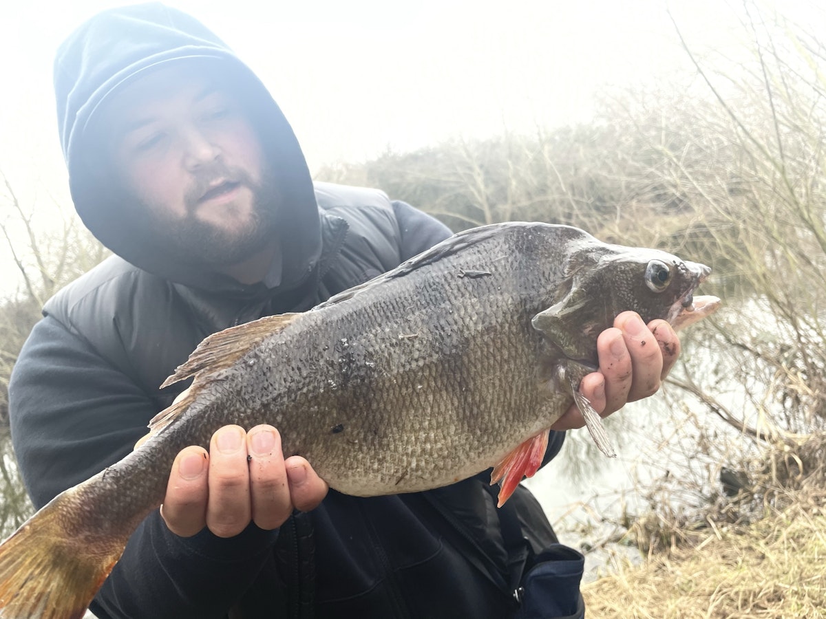 A warrior of a perch takes a deadbait! | Angling Times